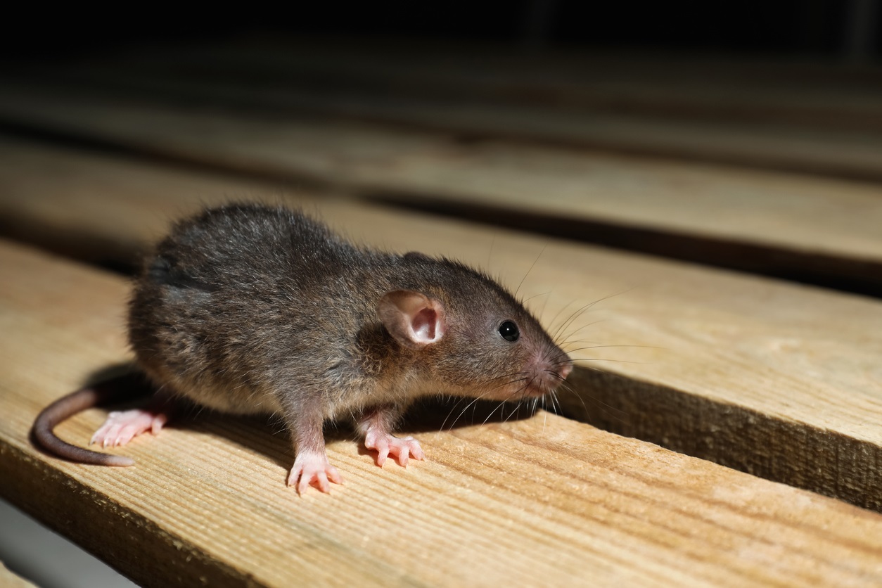 Rodent Control in Phoenix: Keeping Mice and Rats at Bay | Planty House
