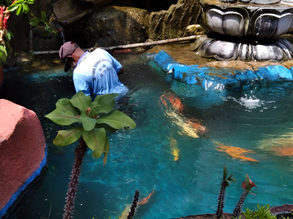 Koi Care and Pond Fish Tips for a Healthy Habitat - Planty House